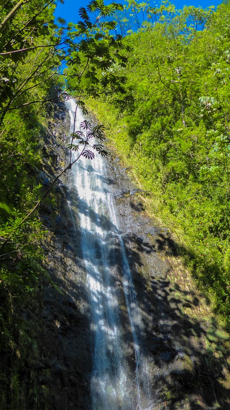 See Manoa Falls with Travel to Paradise, your Hawaii Travel Agent
